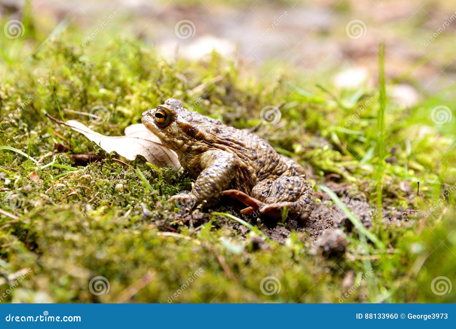 Frog Toad sitting stock photo. Image of gaudy, ecology - 88133960