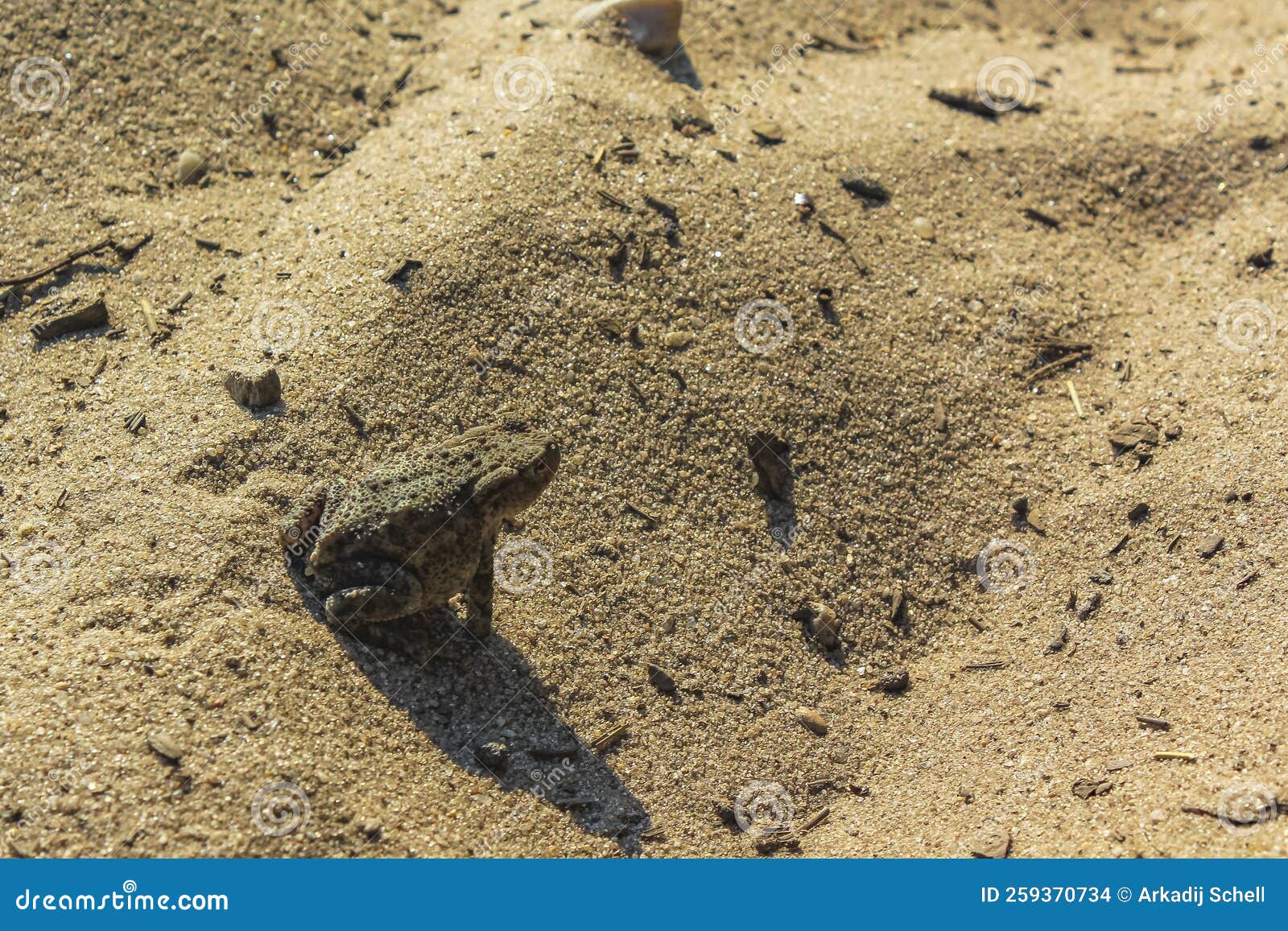 Frog Toad Sitting in the Sand in Germany Stock Photo - Image of ...