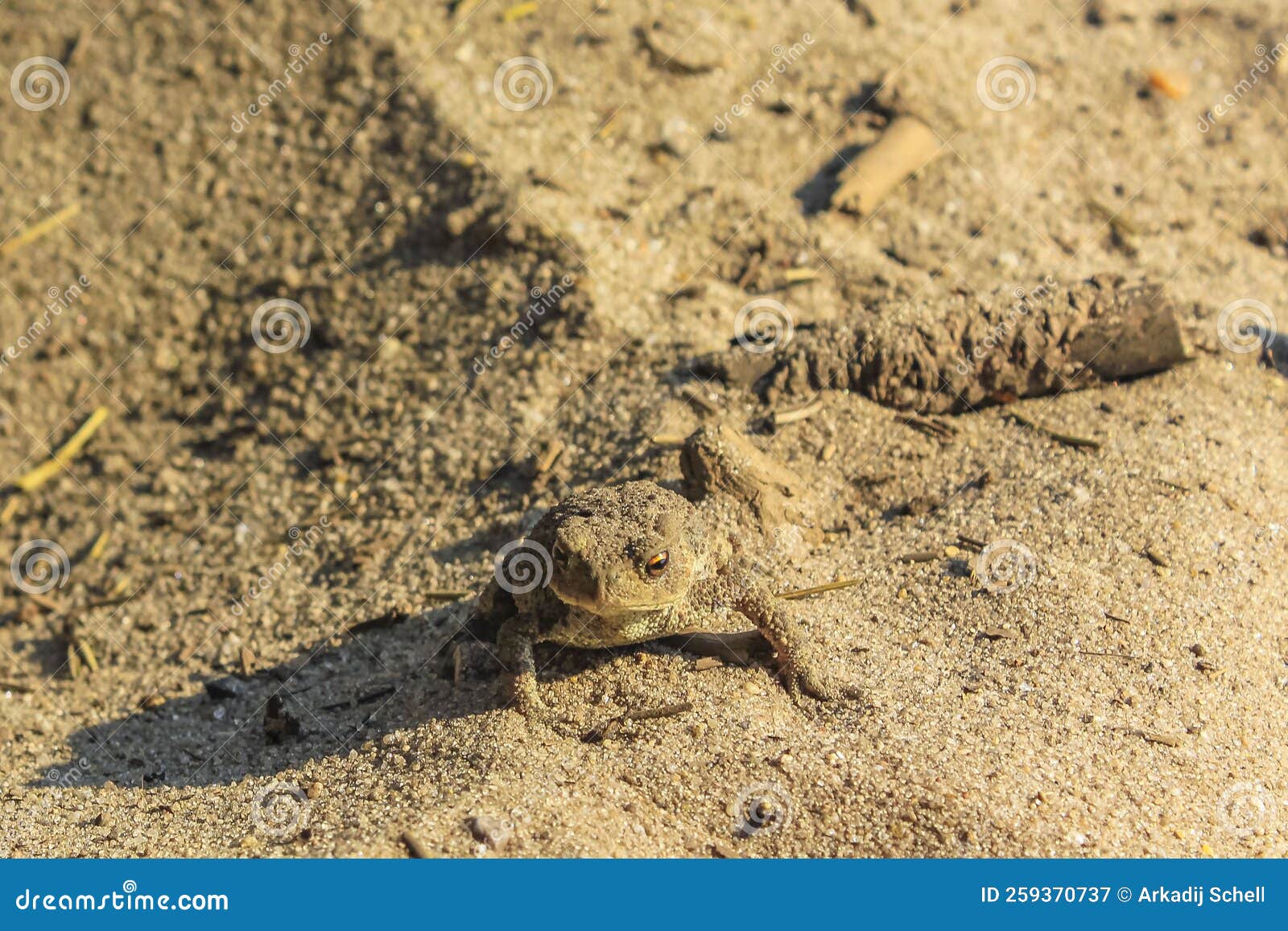 Frog Toad Sitting in the Sand in Germany Stock Image - Image of frog ...