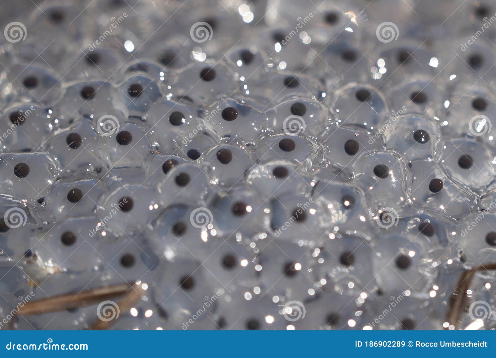 Frog Toad Spawn Texture Macro Bright Mountain Light Stock Image - Image ...