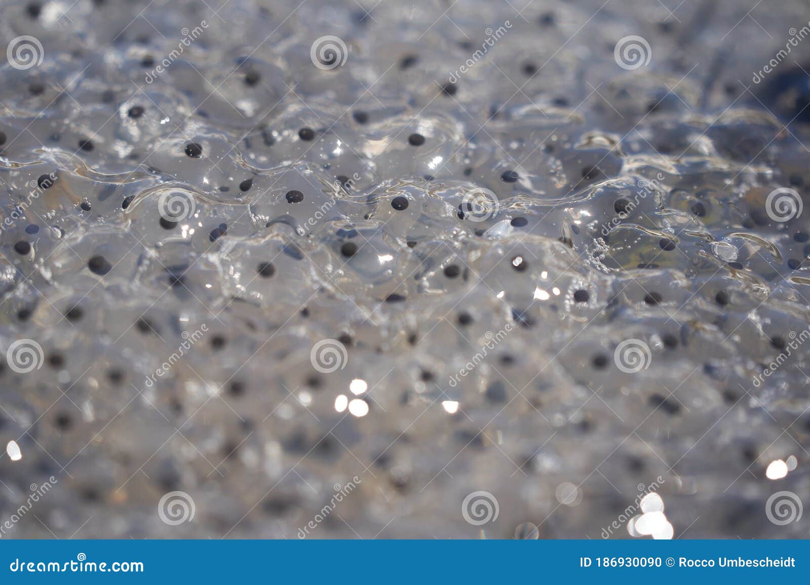 Frog Toad Spawn Texture Macro Bright Mountain Light Stock Photo - Image ...