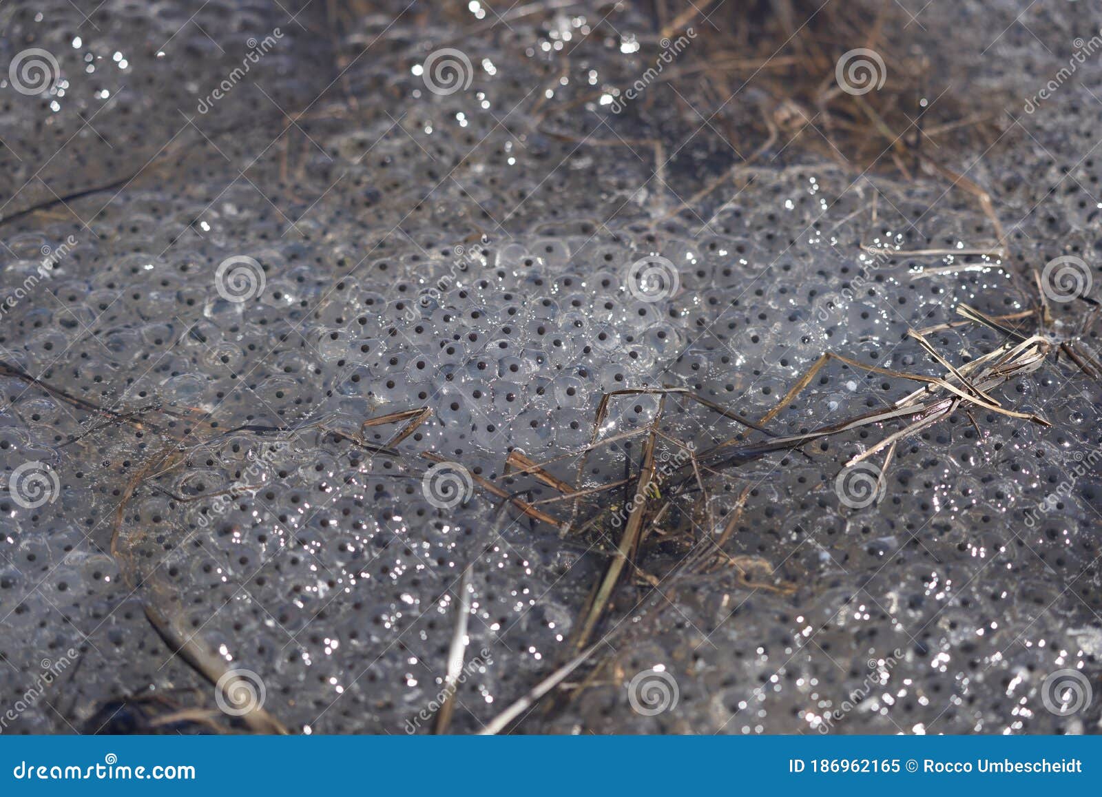 Frog Toad Spawn Texture Macro Bright Mountain Light Stock Image - Image ...
