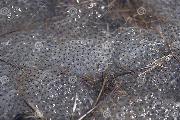 Frog Toad Spawn Texture Macro Bright Mountain Light Stock Image - Image ...