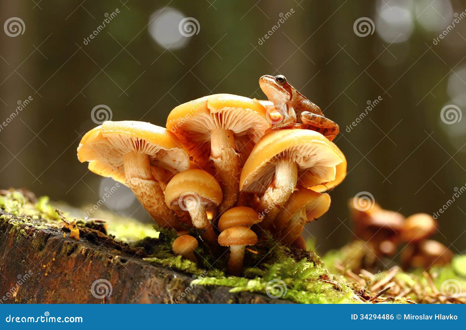 Frog on toadstool stock photo. Image of animal, toad - 34294486