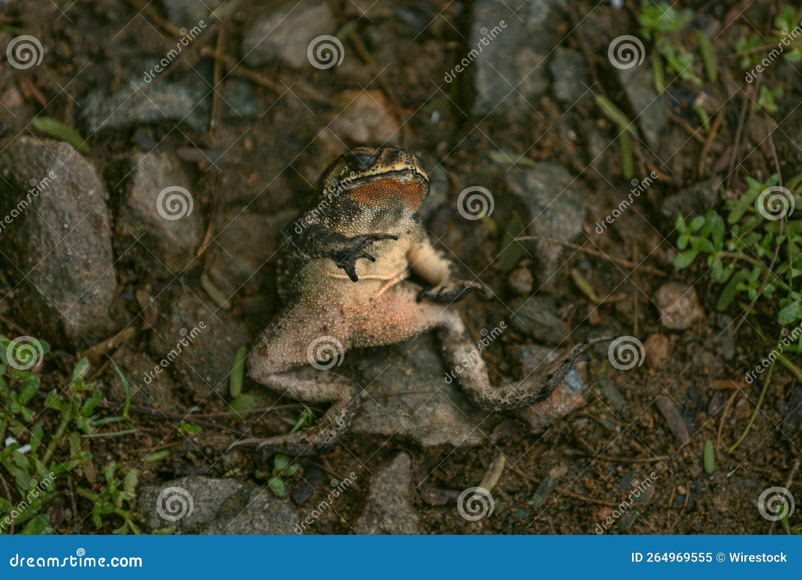 Frog on Top of a Pile of Rocks on Its Back Stock Image - Image of ...