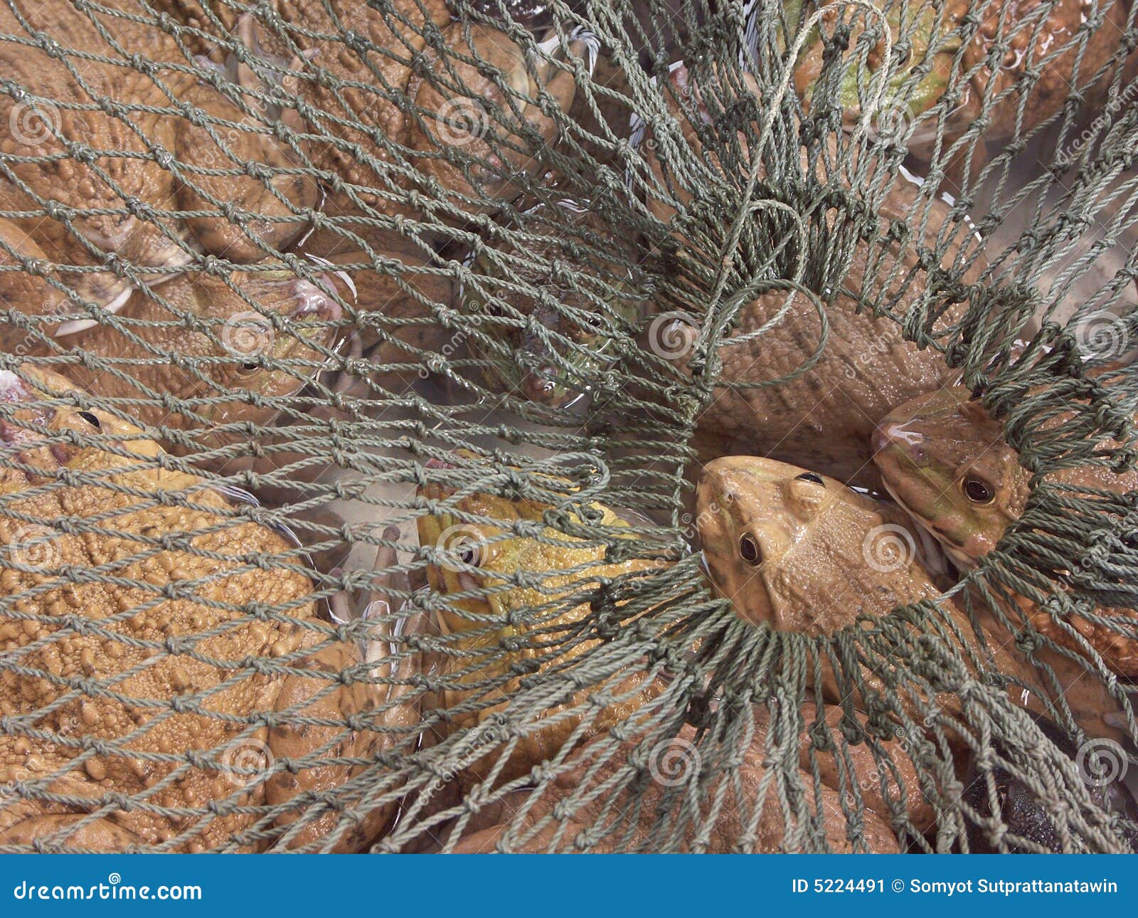 Frog in trap stock image. Image of frogs, trap, food, animal - 5224491