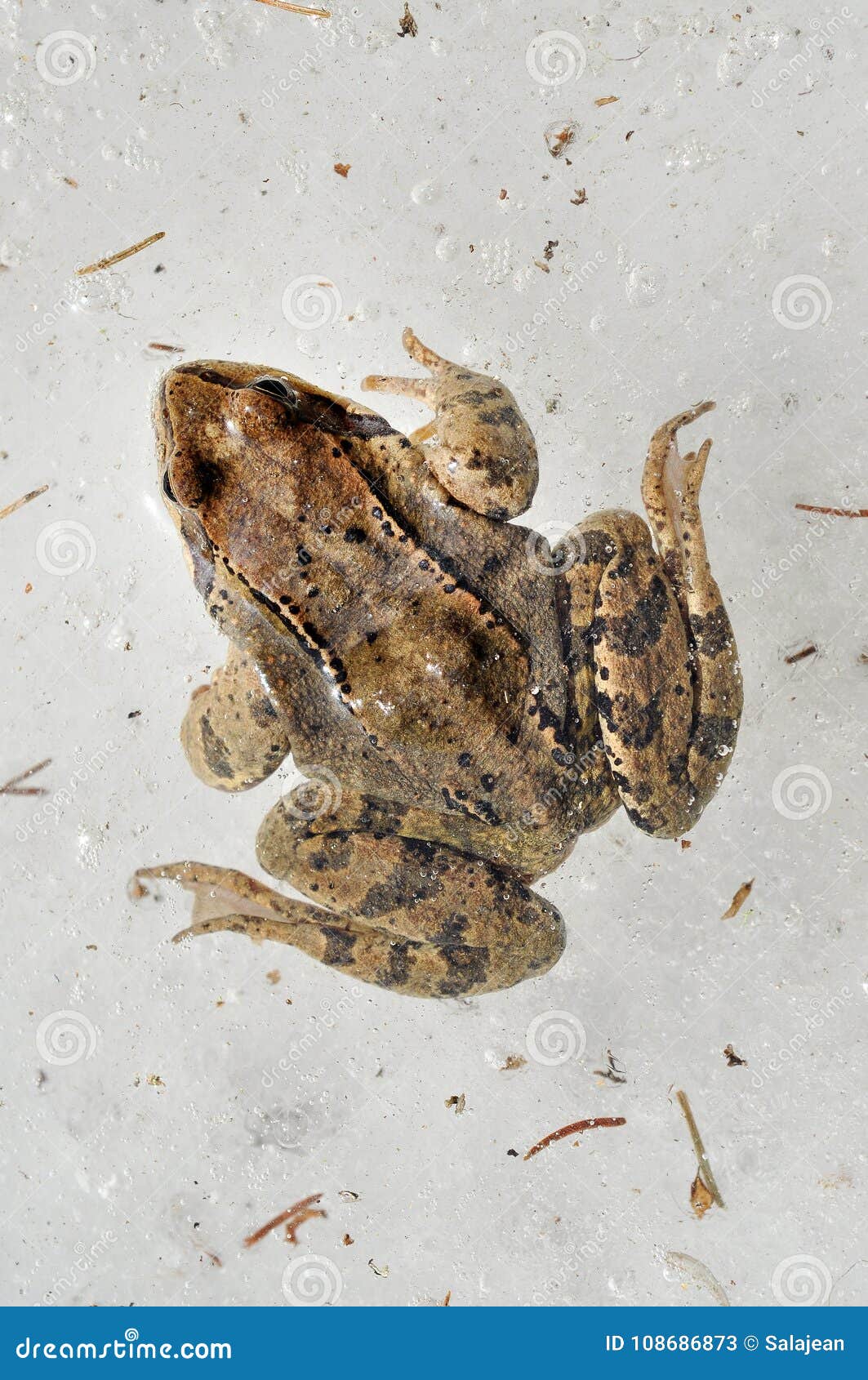 Frog trapped in ice stock image. Image of frozen, frostbite - 108686873