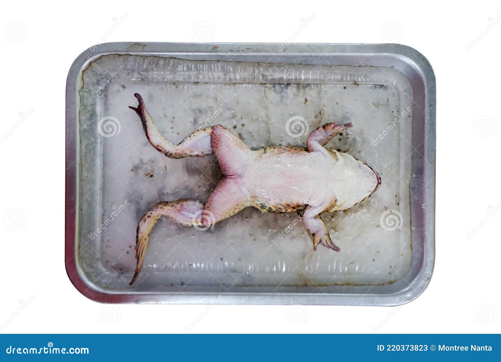 Frog on Tray for Learning about the Anatomy in Laboratory, Isolated on ...