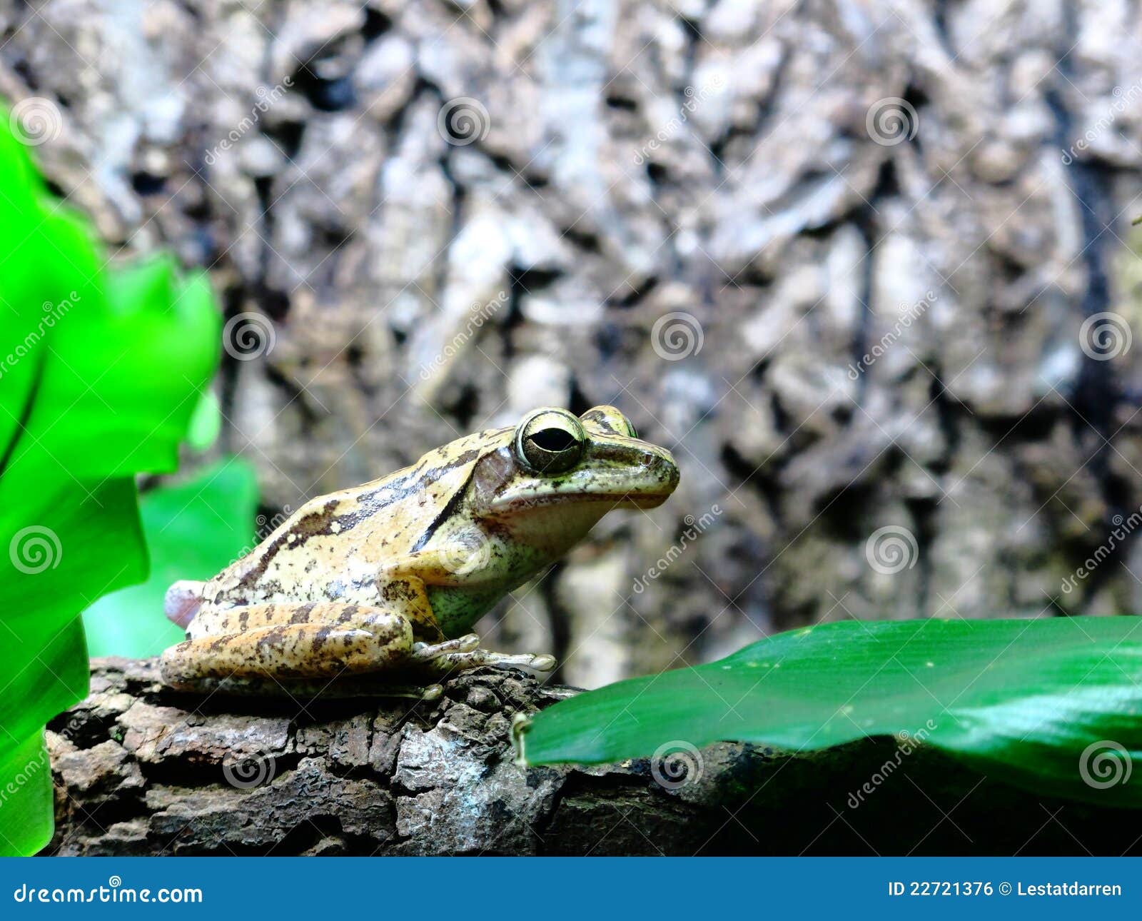 Frog on a tree stock photo. Image of animal, profile - 22721376