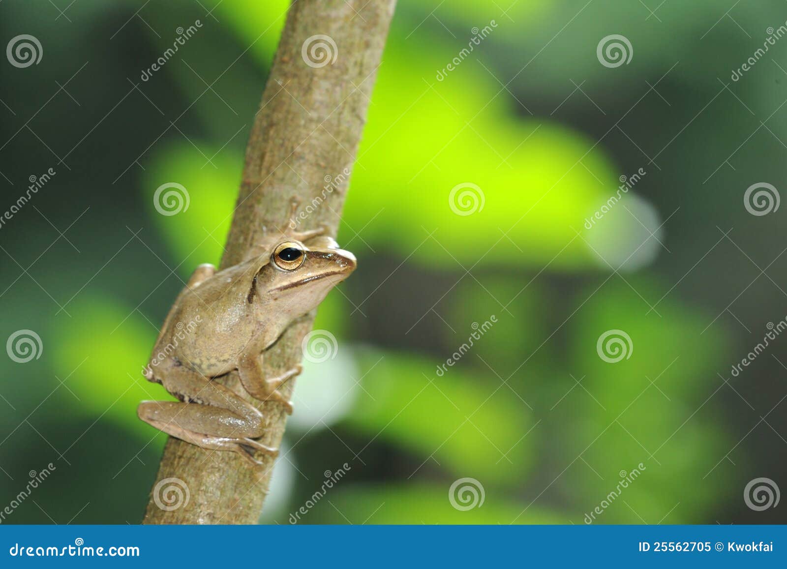 Frog on Tree stock image. Image of multi, colored, bizarre - 25562705