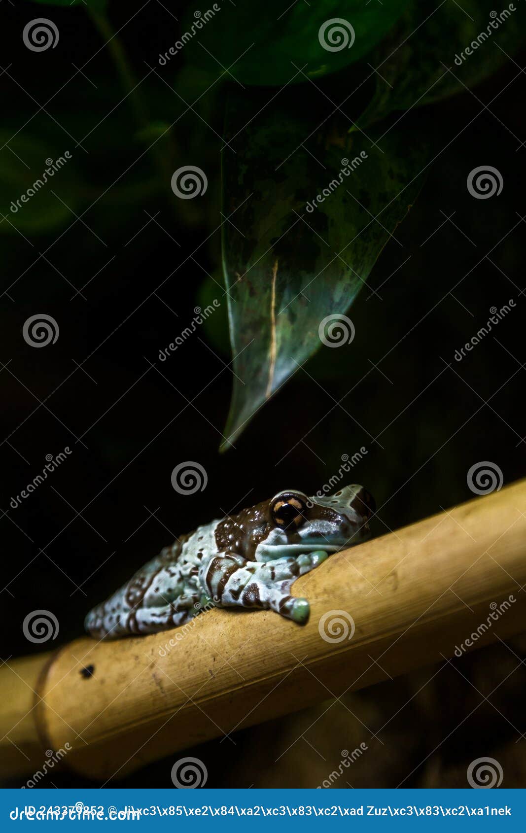Frog Tree Frog Bee in Nature Stock Photo - Image of insect, wild: 243379852