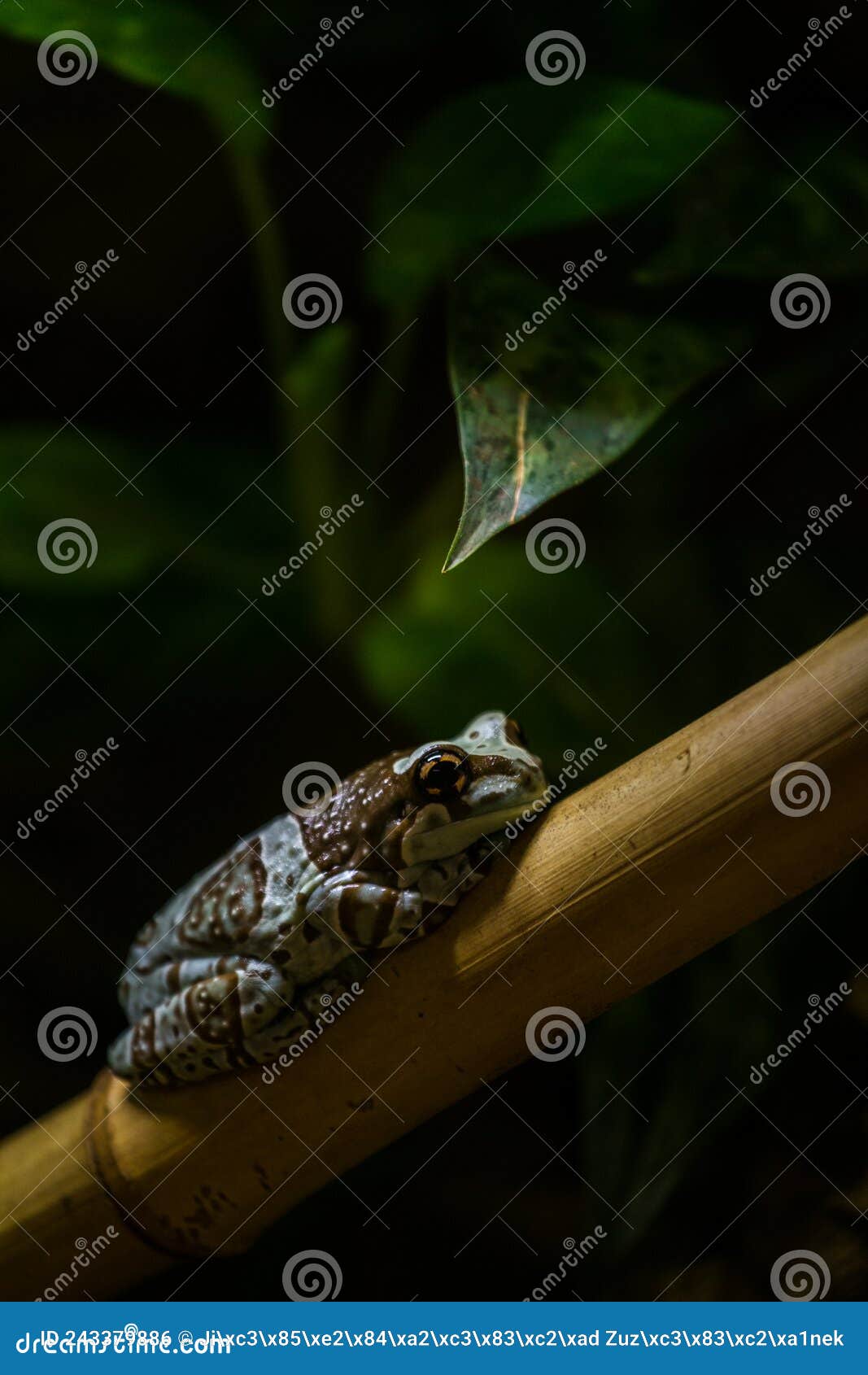 Frog Tree Frog Bee in Nature Stock Photo - Image of exotic, color ...