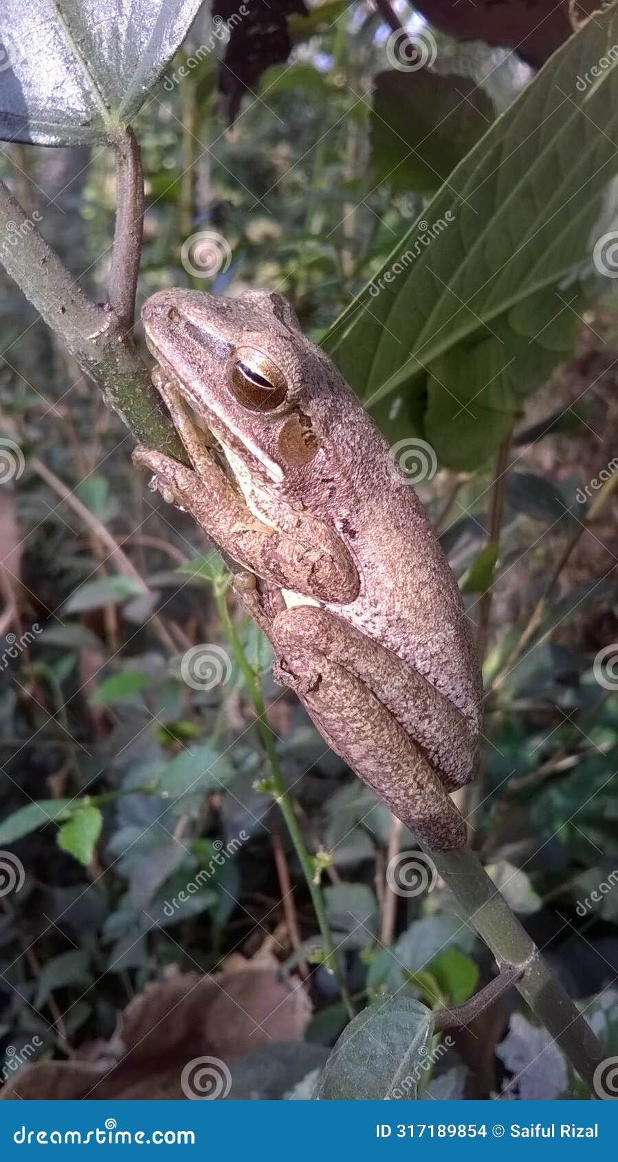 A Frog on a Tree Branch with Protruding Eyes Stock Photo - Image of ...