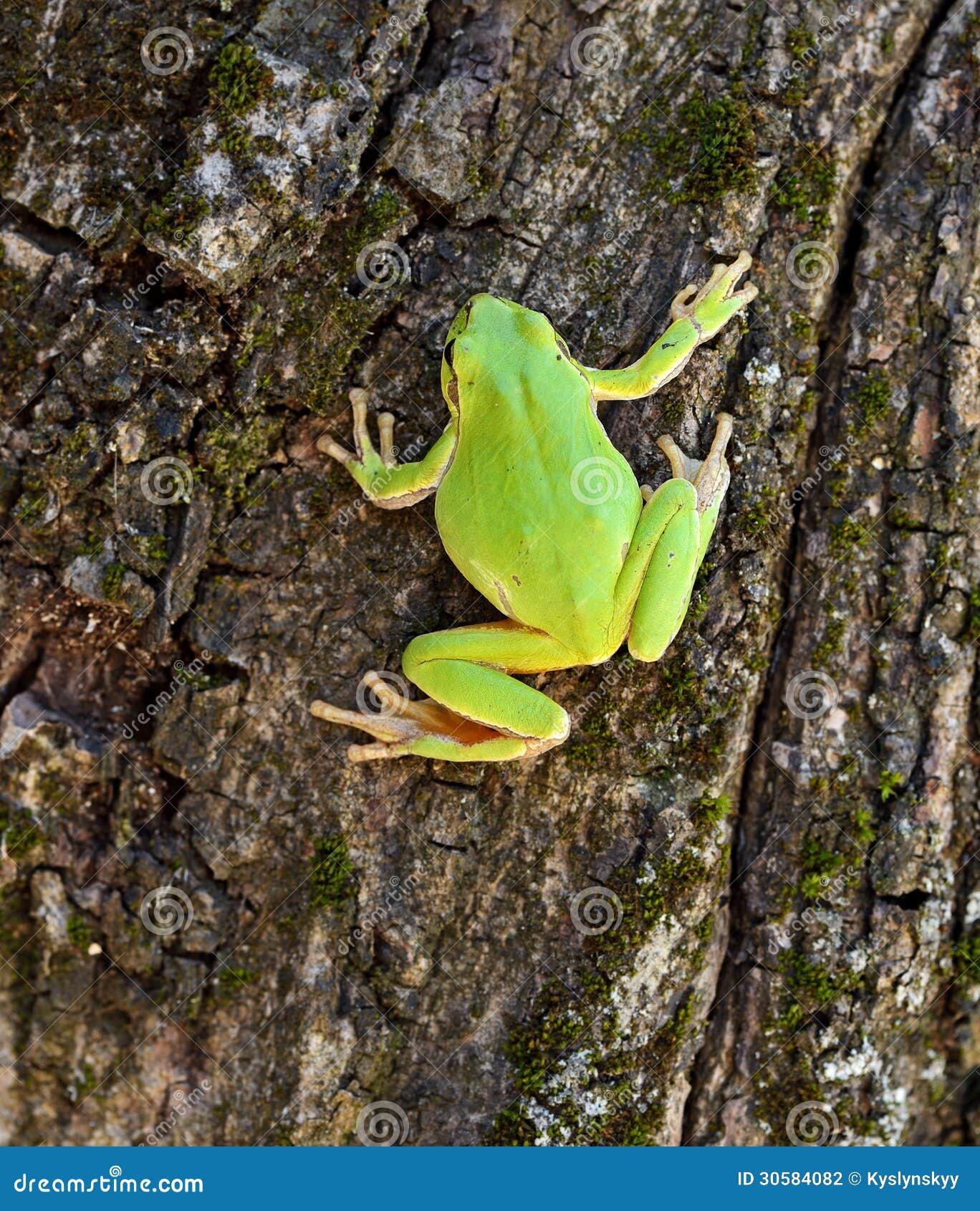 Frog stock photo. Image of botany, population, animals - 30584082