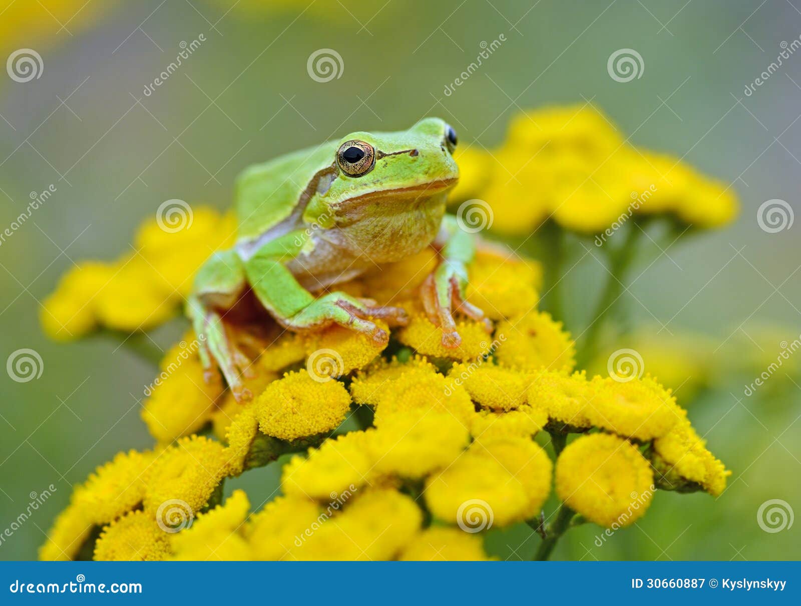 Frog stock image. Image of population, environment, curious - 30660887