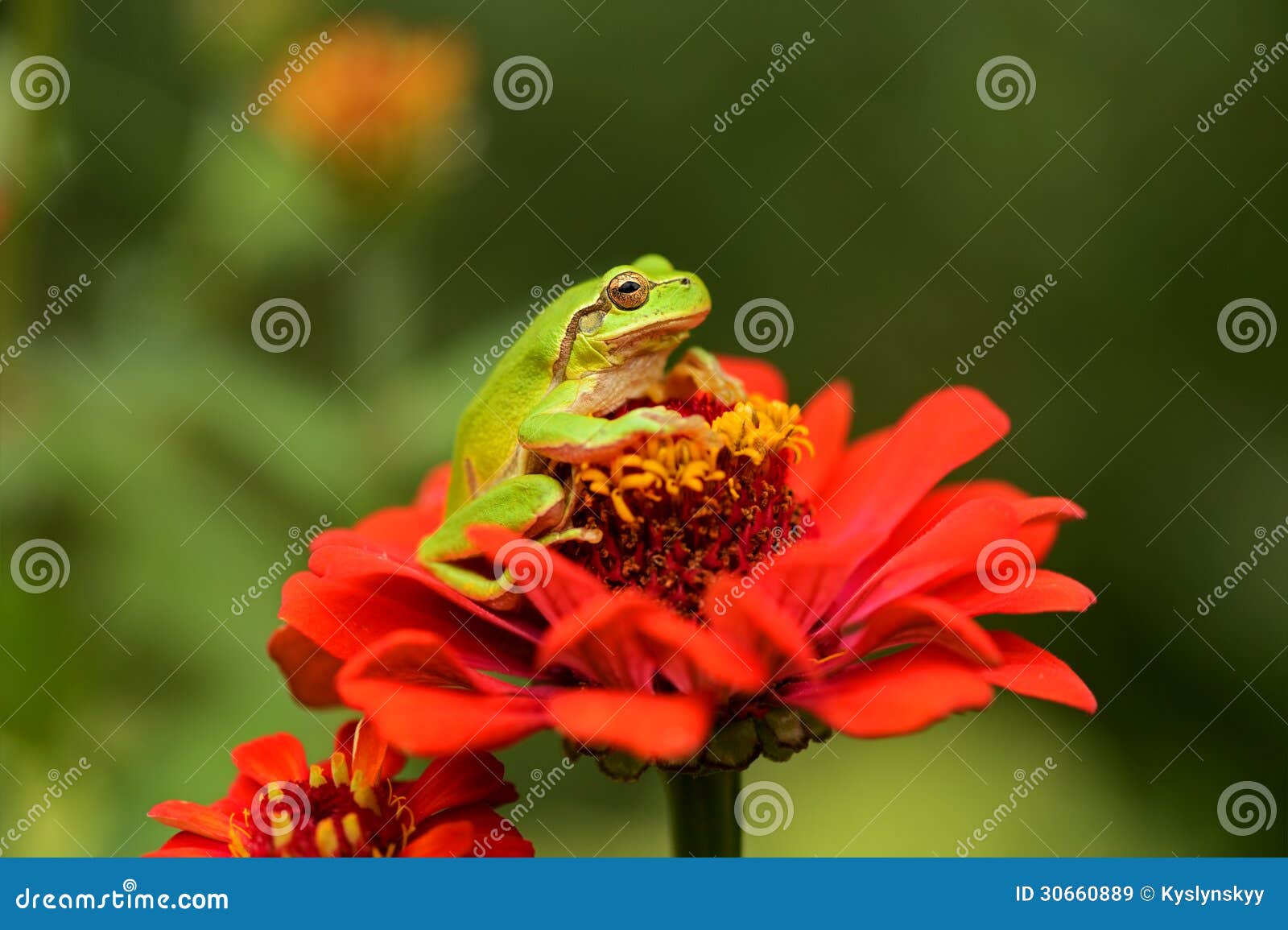 Frog stock image. Image of leaf, frog, beautiful, animals - 30660889