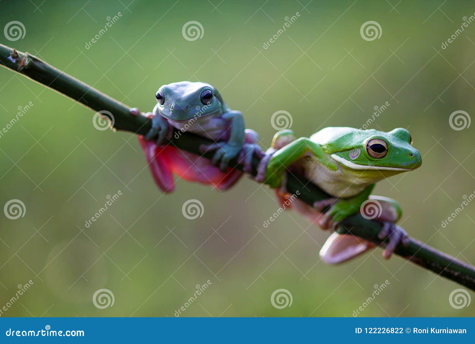 Frog, Tree Frog, Dumpy Frog, Animal, Nature, Stock Photo - Image of ...