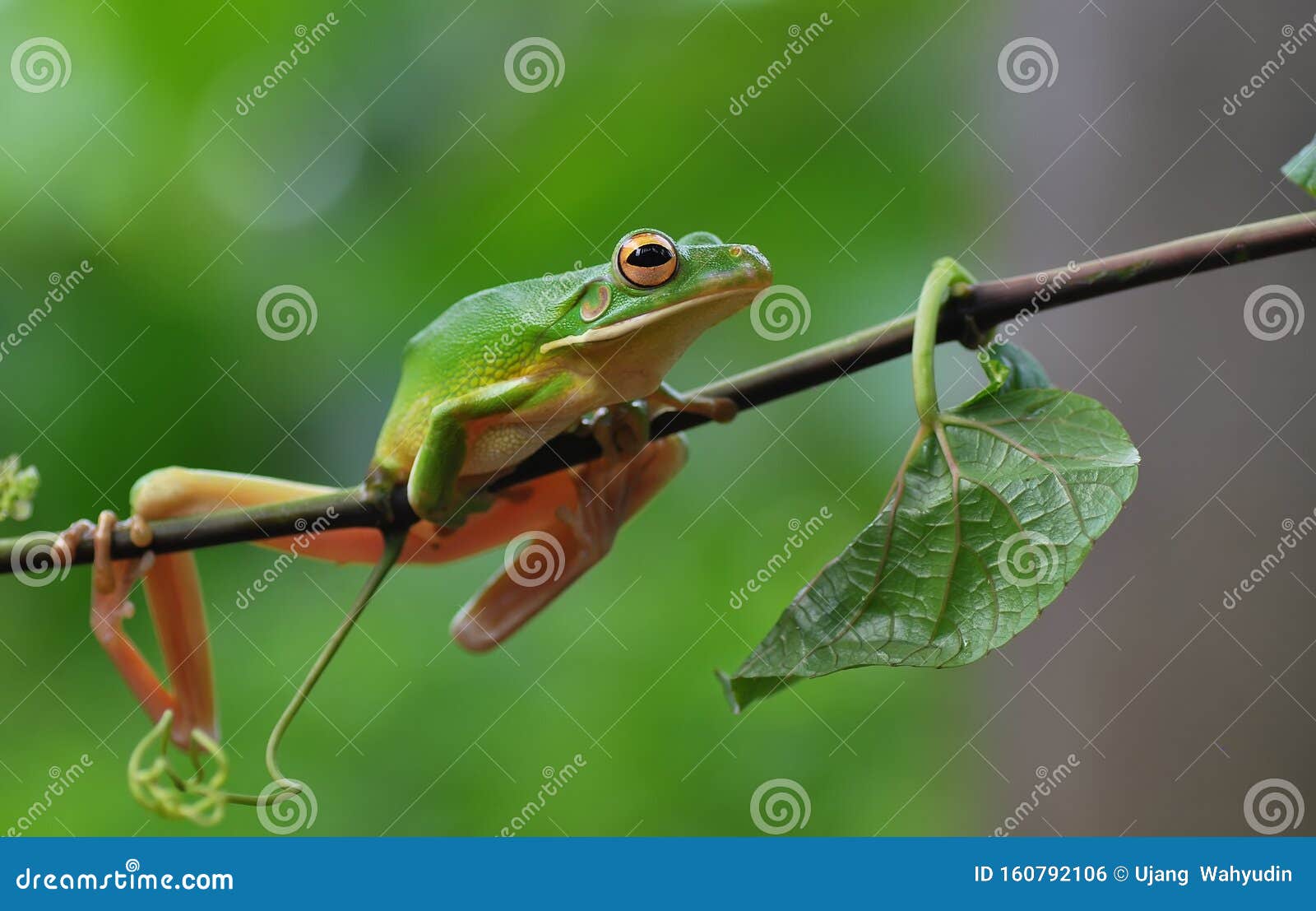 Frog,tree Frog,dumpy Frog Stock Photography | CartoonDealer.com #160792106