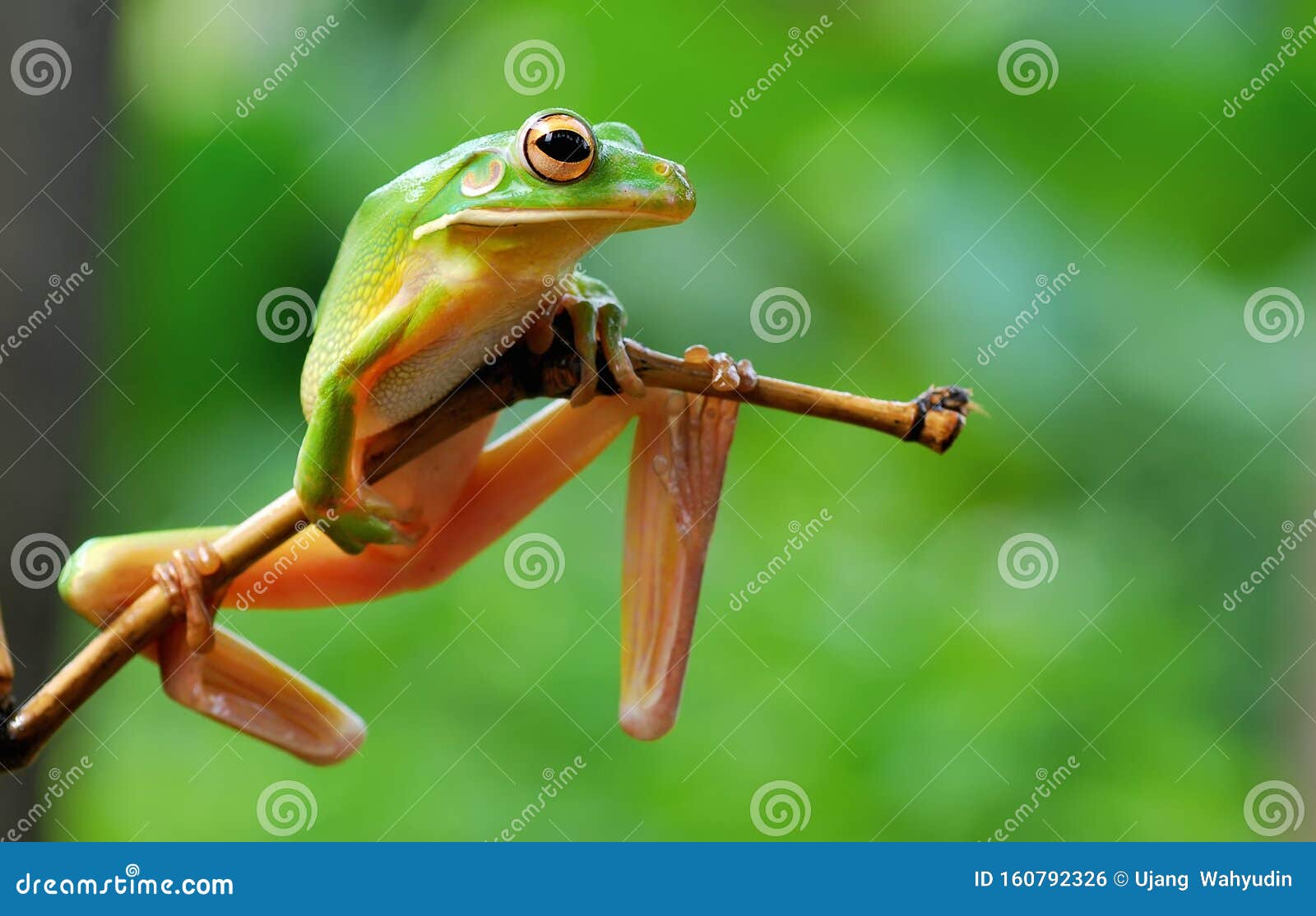 Frog,tree frog,dumpy frog stock photo. Image of eyes - 160792326
