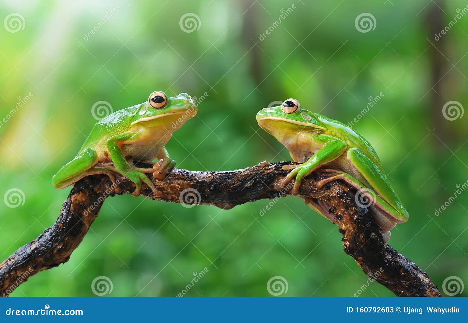 Frog,tree frog,dumpy frog stock image. Image of macro - 160792603
