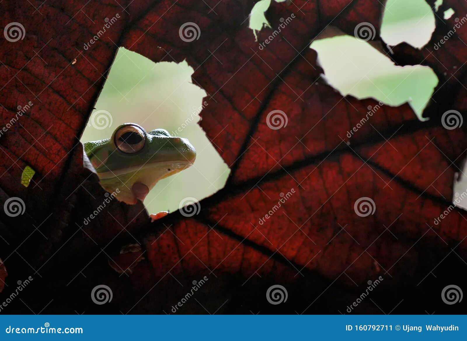 Frog,tree frog,dumpy frog stock image. Image of closeup - 160792711