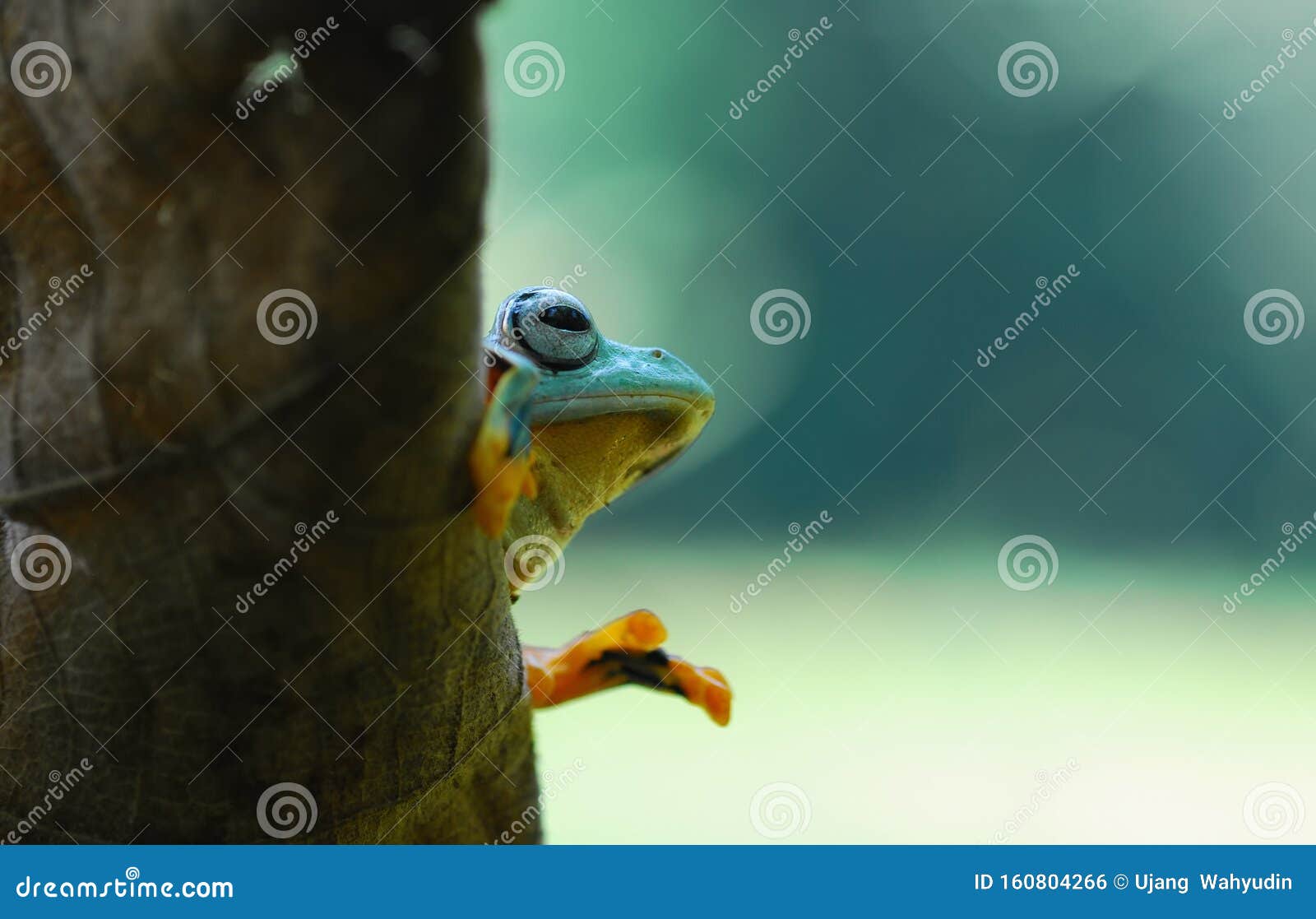 Frog,tree frog,dumpy frog stock photo. Image of natural - 160804266