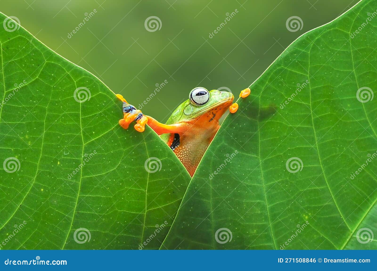 Frog, Tree Frog, Flying Frog, Frog on Leaves Stock Photo - Image of treefrog, rica: 271508846