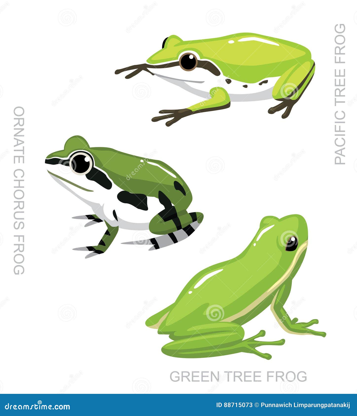Pacific Tree Frog Drawing