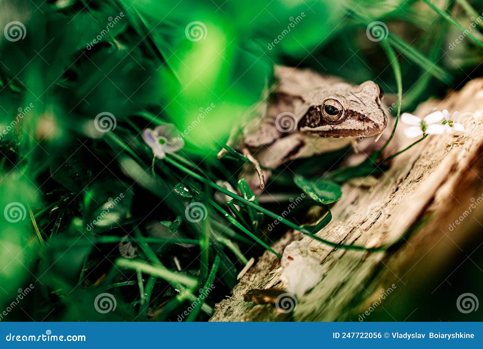 Frog on the tree stock photo. Image of color, leaf, field - 247722056