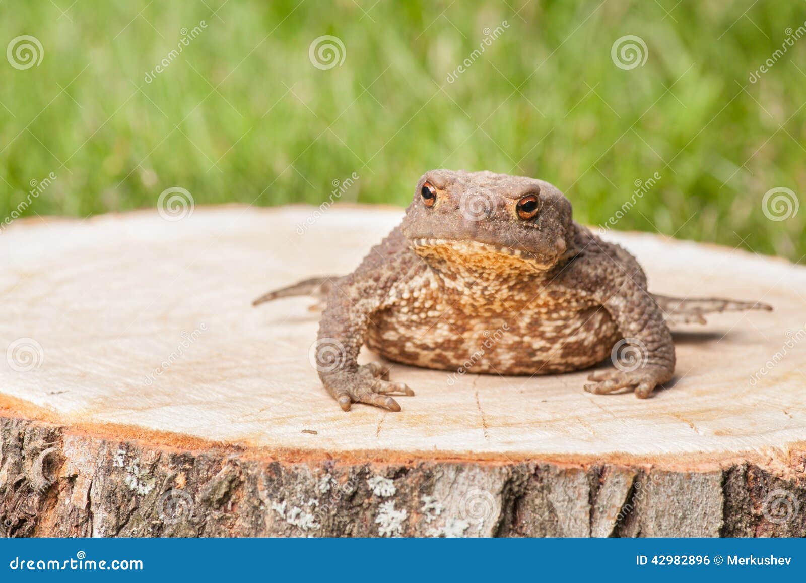 Frog on the tree stump stock photo. Image of perching - 42982896