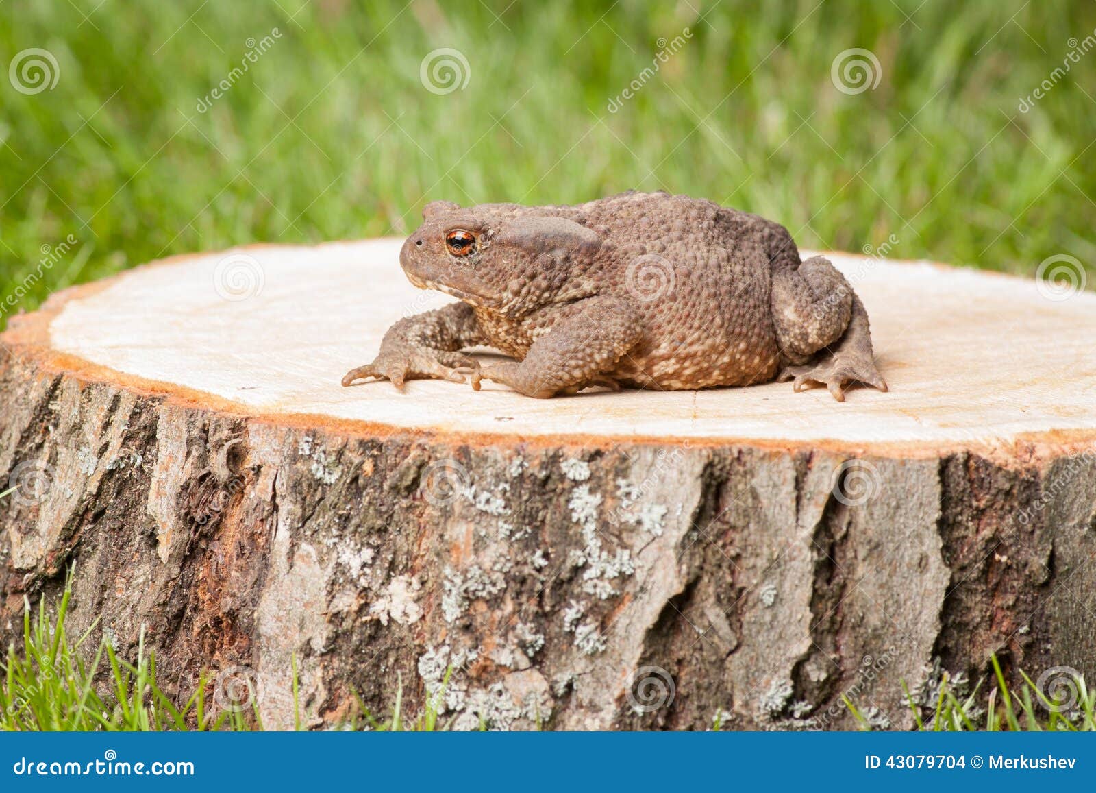 Frog on the tree stump stock photo. Image of stump, green - 43079704