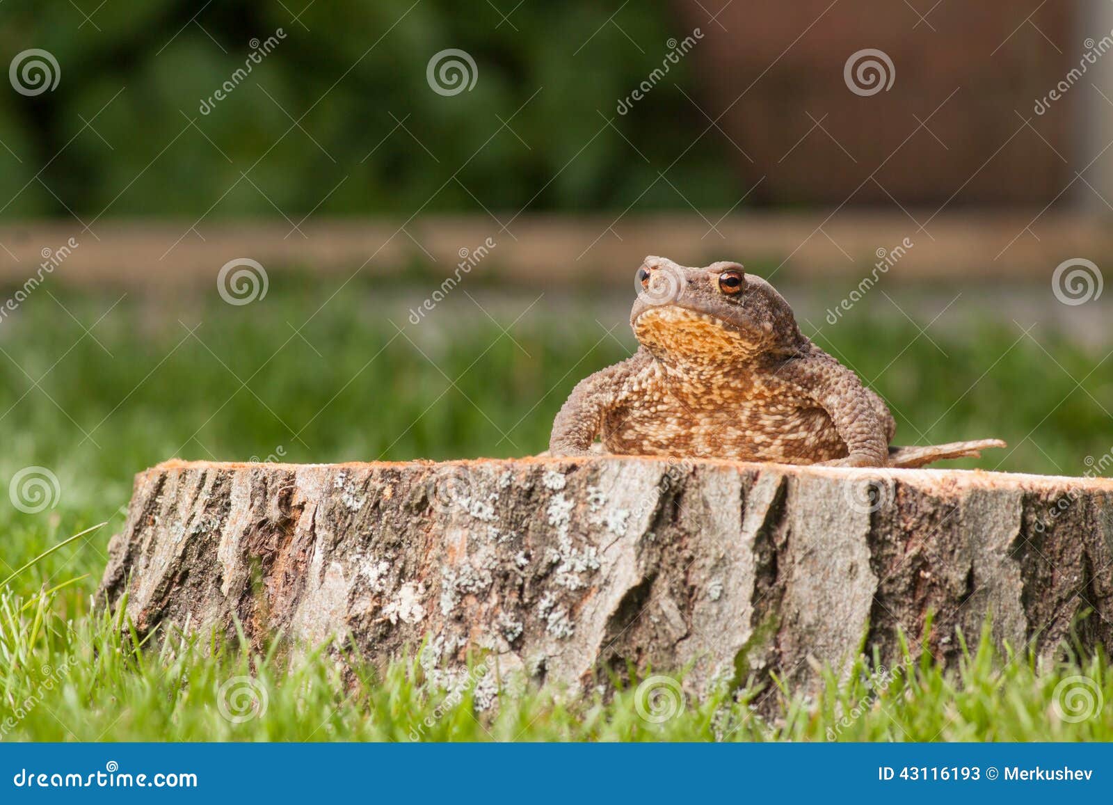 Frog on the tree stump stock image. Image of frog, hoptoad - 43116193