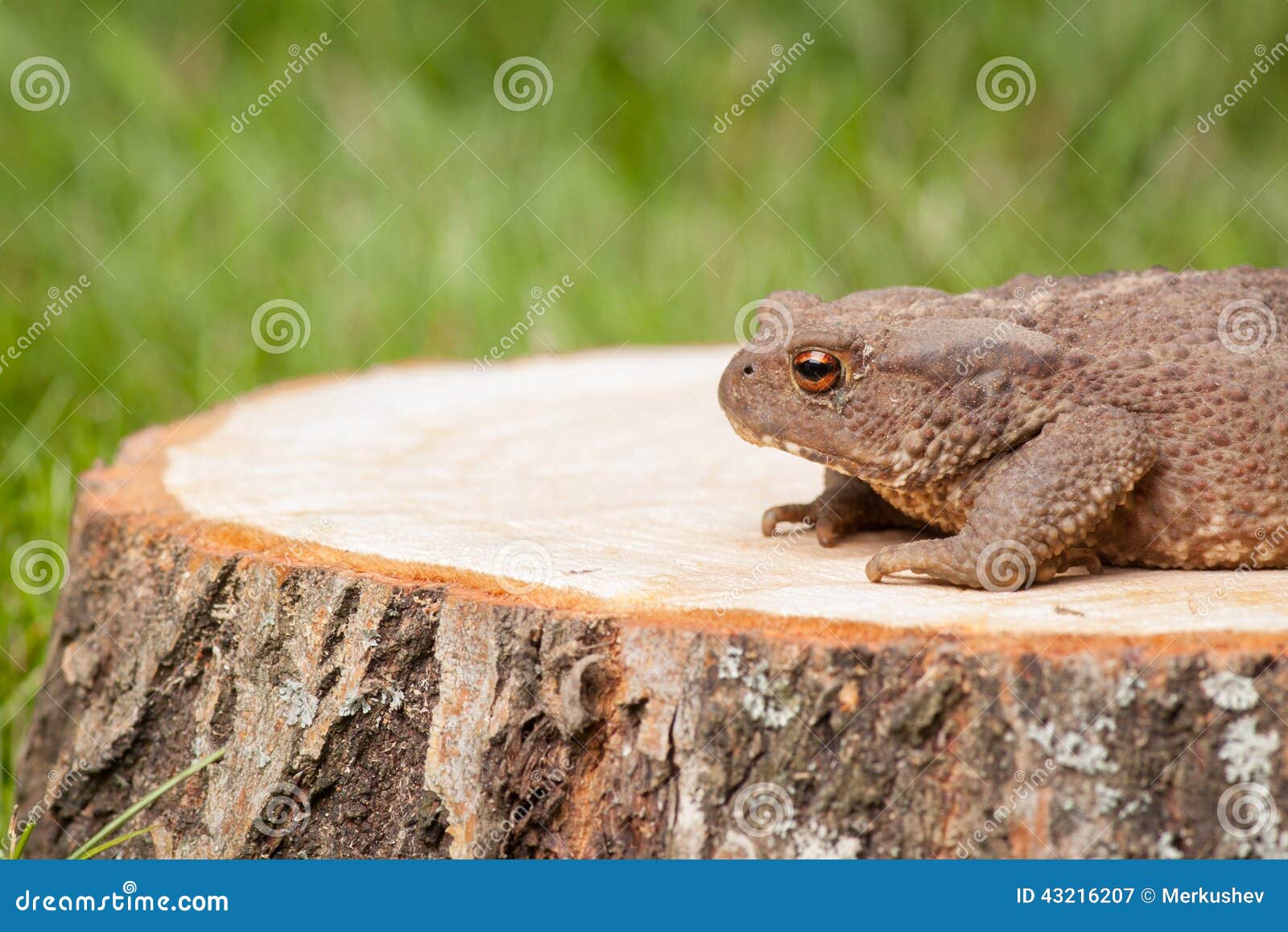 Frog on the tree stump stock image. Image of nature, toad - 43216207