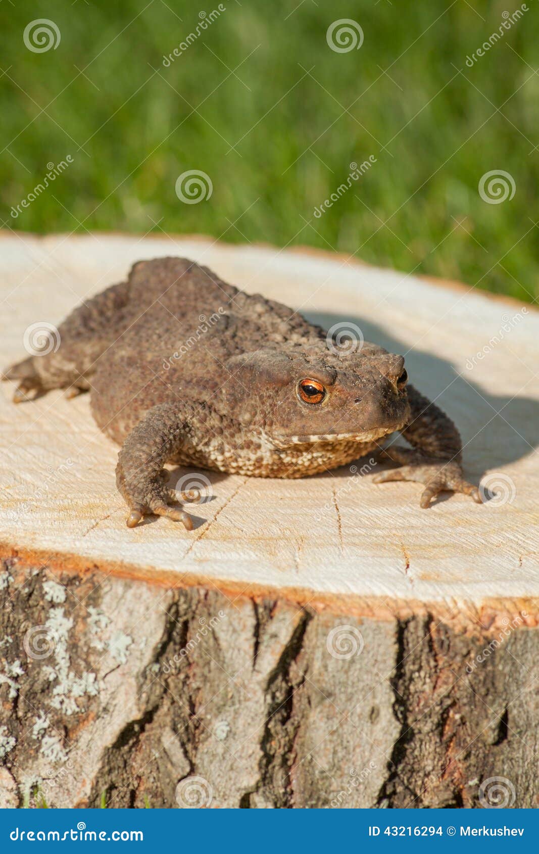 Frog on the tree stump stock photo. Image of amphibian - 43216294