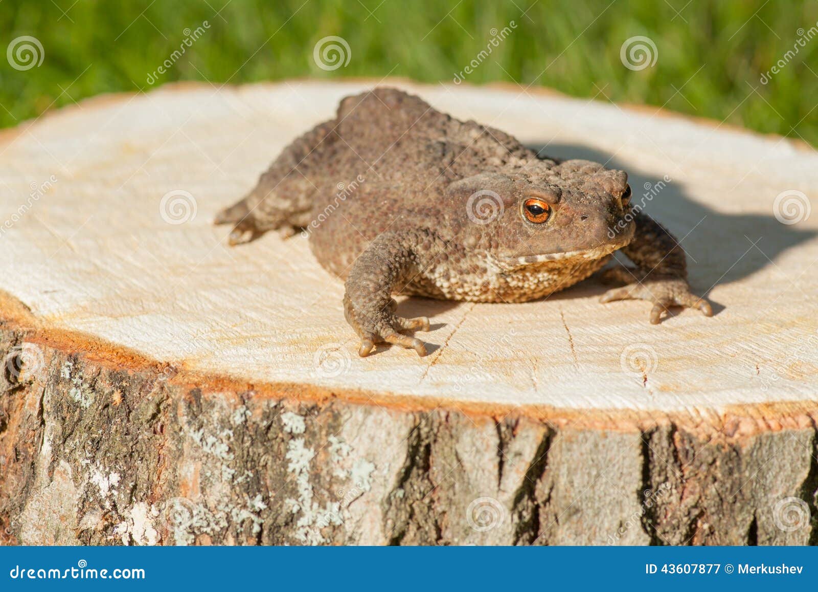 Frog on the tree stump stock image. Image of frog, biology - 43607877