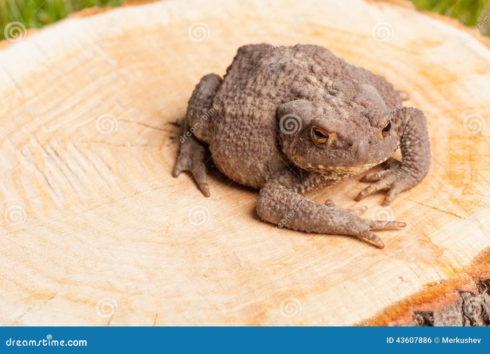 Frog on the tree stump stock photo. Image of single, herpetology - 43607886