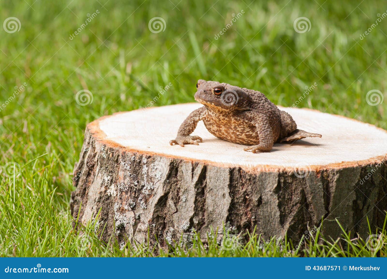 Frog on the tree stump stock image. Image of biology - 43687571
