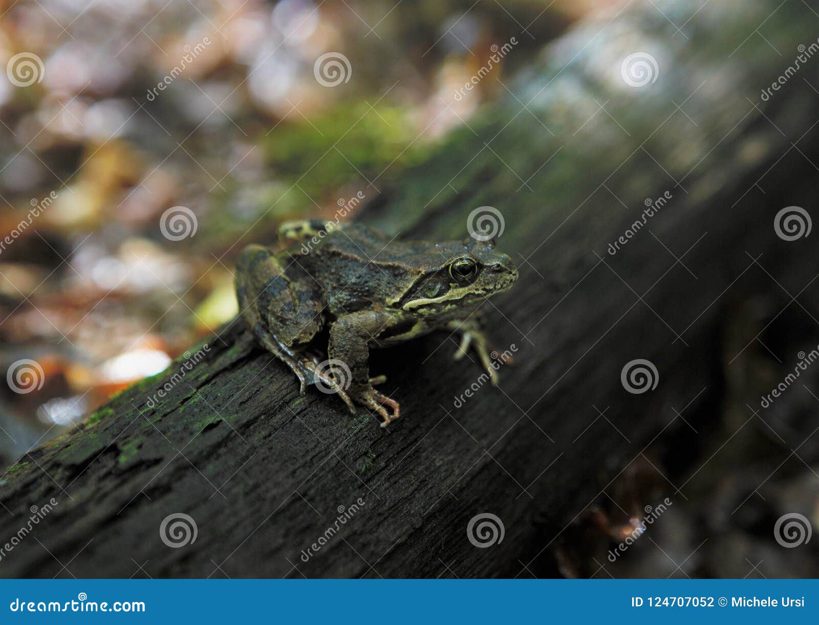 A frog on a trunk, mimicry stock photo. Image of leaves - 124707052