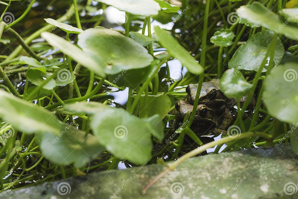 A frog in the tub. stock image. Image of jump, pond, tropical - 84466265