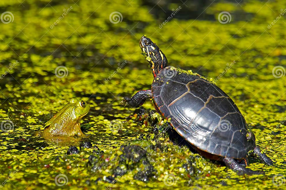 Frog and Turtle stock image. Image of ideas, endurance - 26211483