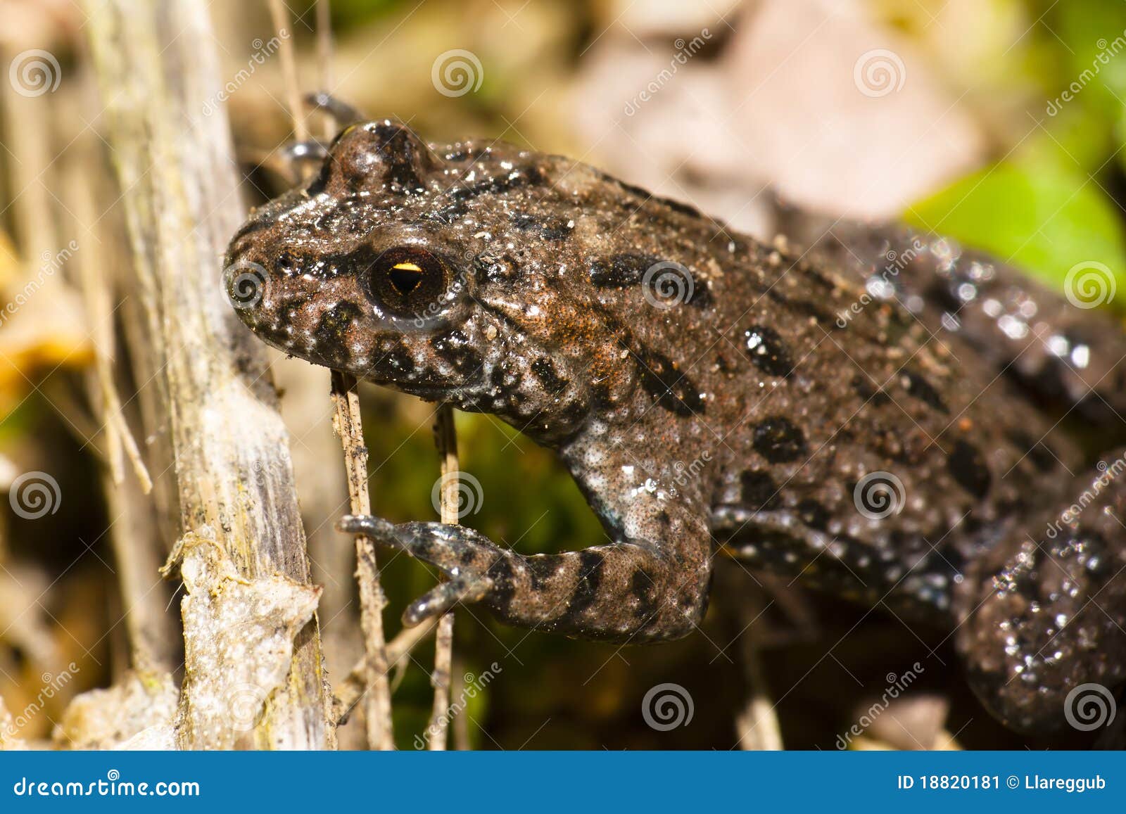 Frog on a twig stock image. Image of foliage, macro, animal - 18820181