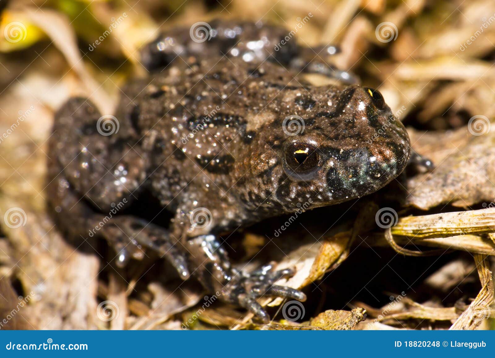 Frog on a twig stock photo. Image of foliage, nature - 18820248