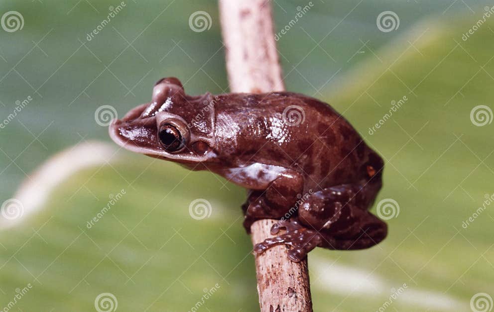 Frog on a twig stock photo. Image of closeup, nature - 253115210