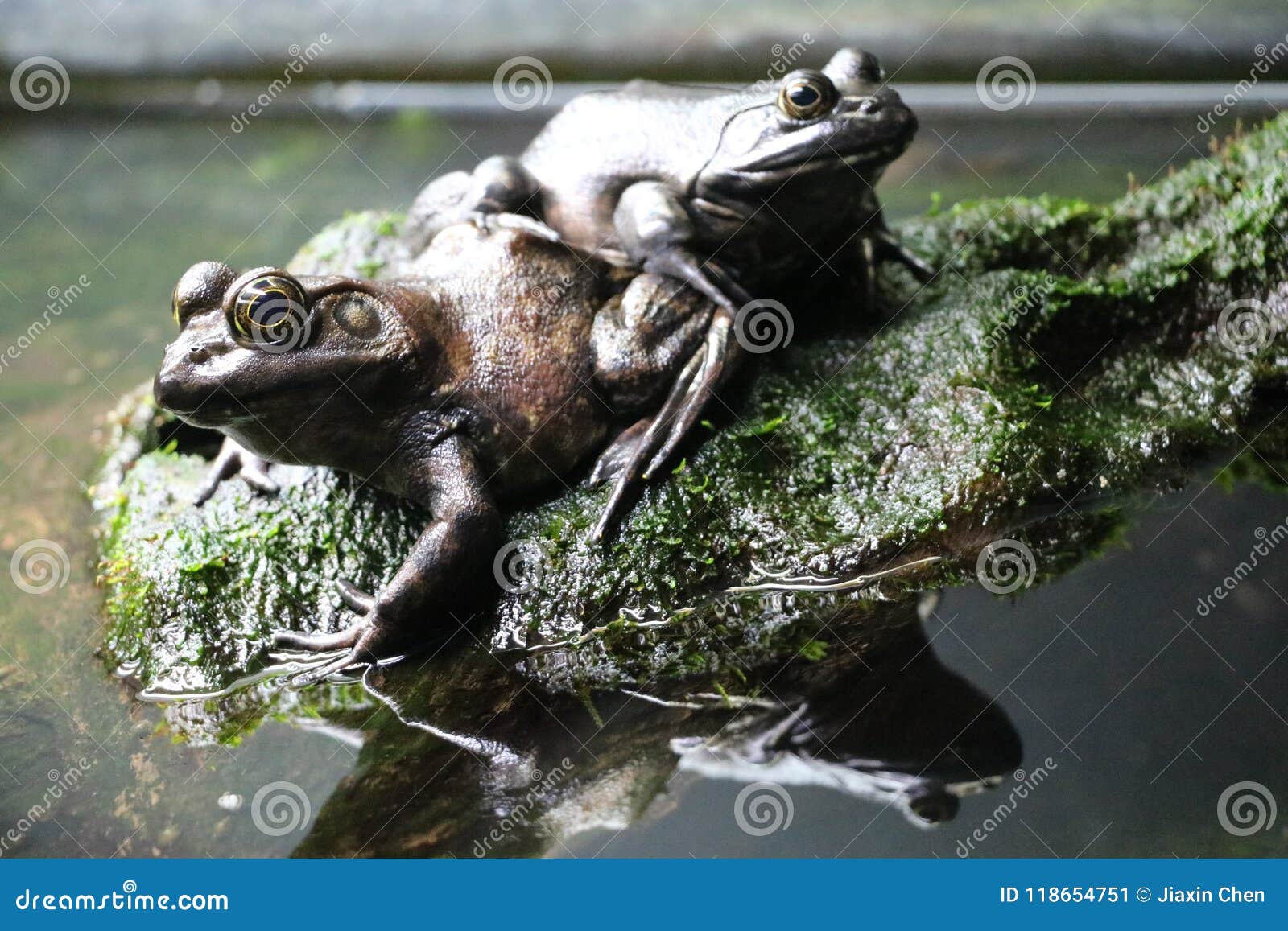 Frog stock image. Image of green, together, frogs, frog - 118654751