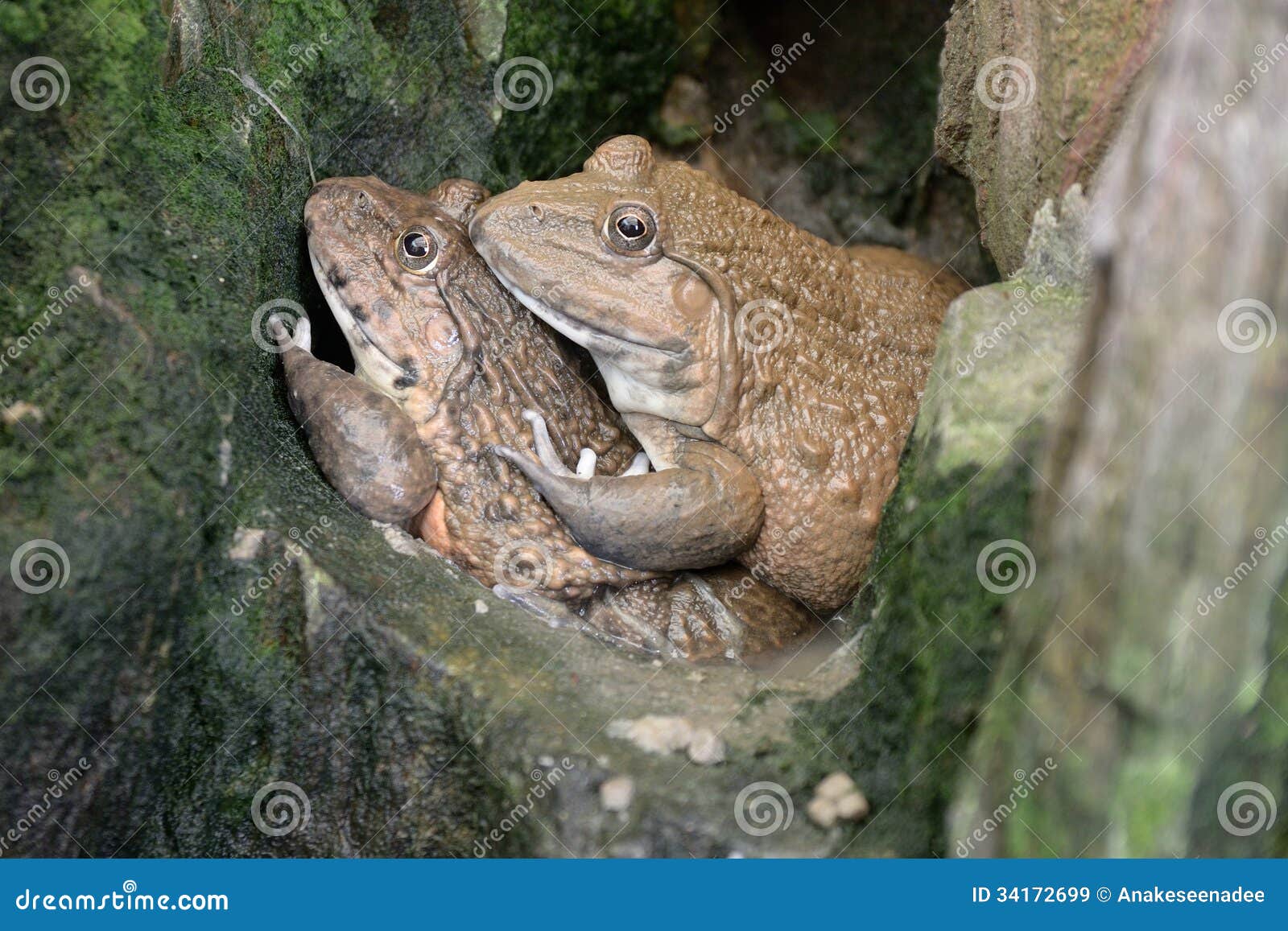 Frog stock image. Image of water, common, closeup, frog - 34172699