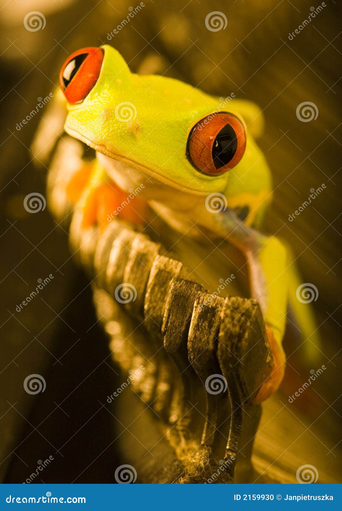 Frog On The Typewriter Picture. Image: 2159930