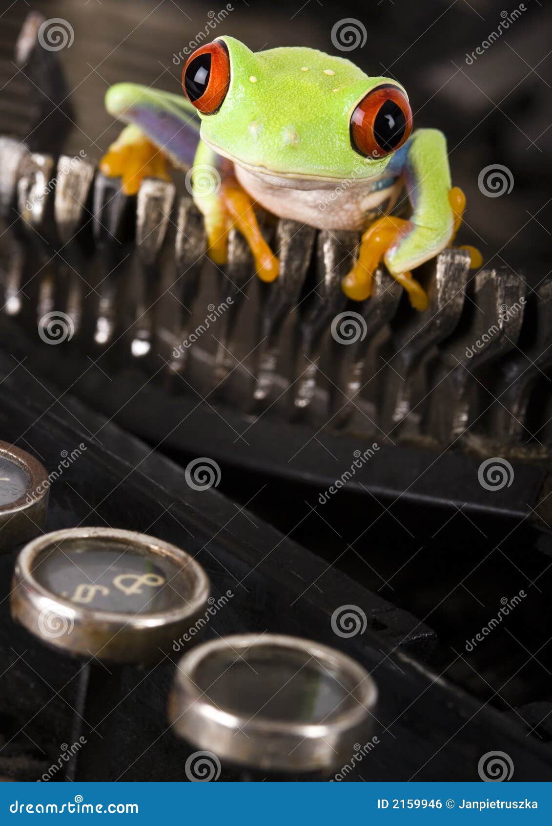 Frog on the typewriter stock photo. Image of paper, keys - 2159946