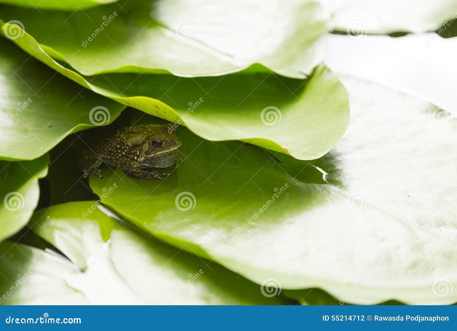 Frog Egg Under The Microscope Stock Image | CartoonDealer.com #27282361