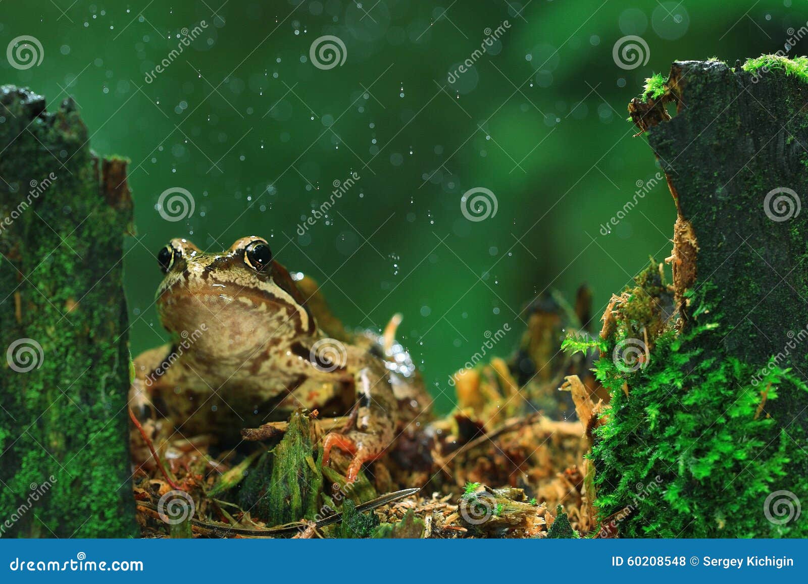 Frog under rain stock photo. Image of nature, environment - 60208548