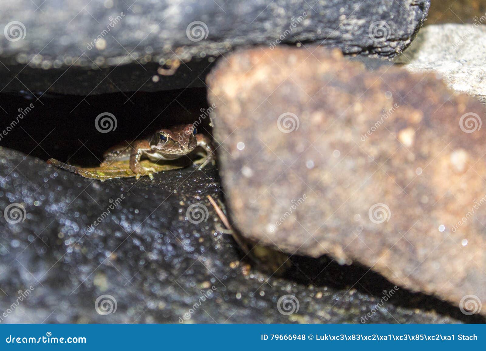 Frog under the stone stock photo. Image of garden, eyes - 79666948
